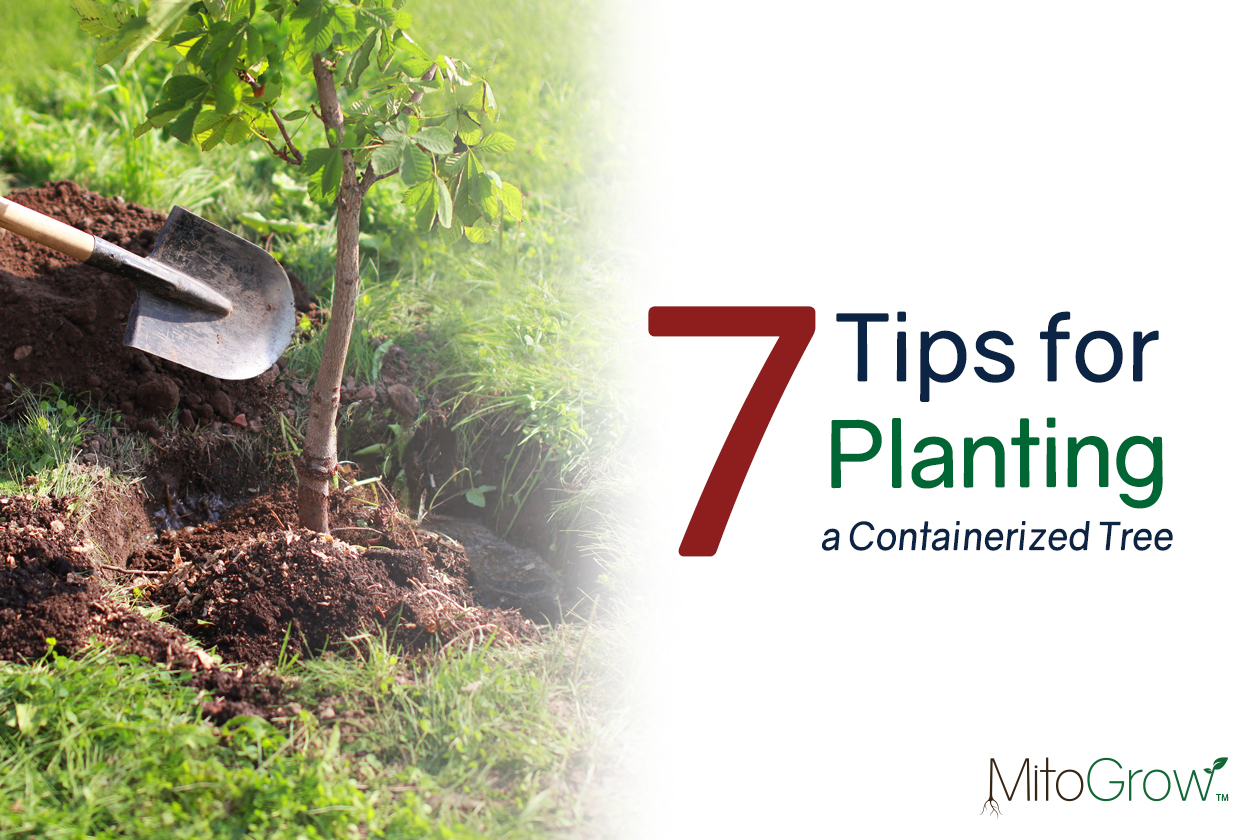 7 Tips for Planting a Containerized Tree | mitogrow pro