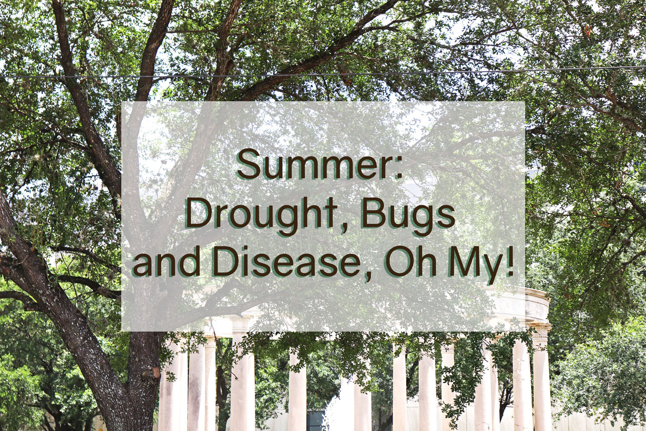 Summer: Drought, Bugs + Disease, Oh My! | mitogrow pro